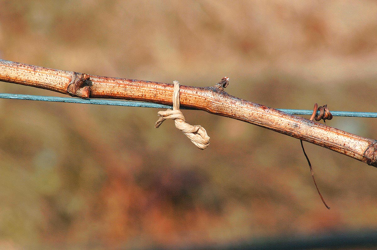 Padrafix animated twine 25 cm - Stocker Garden